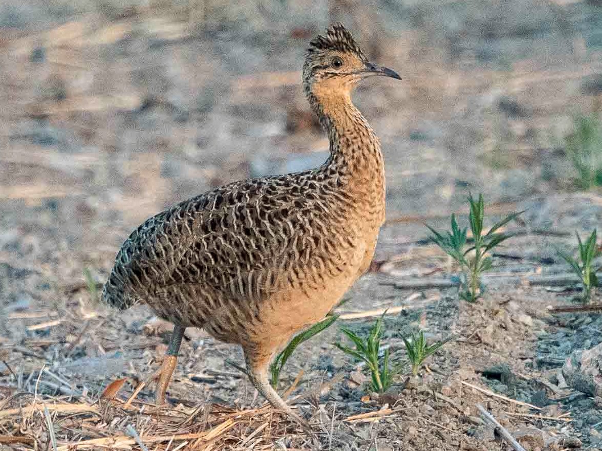 Huayco Tinamou - eBird