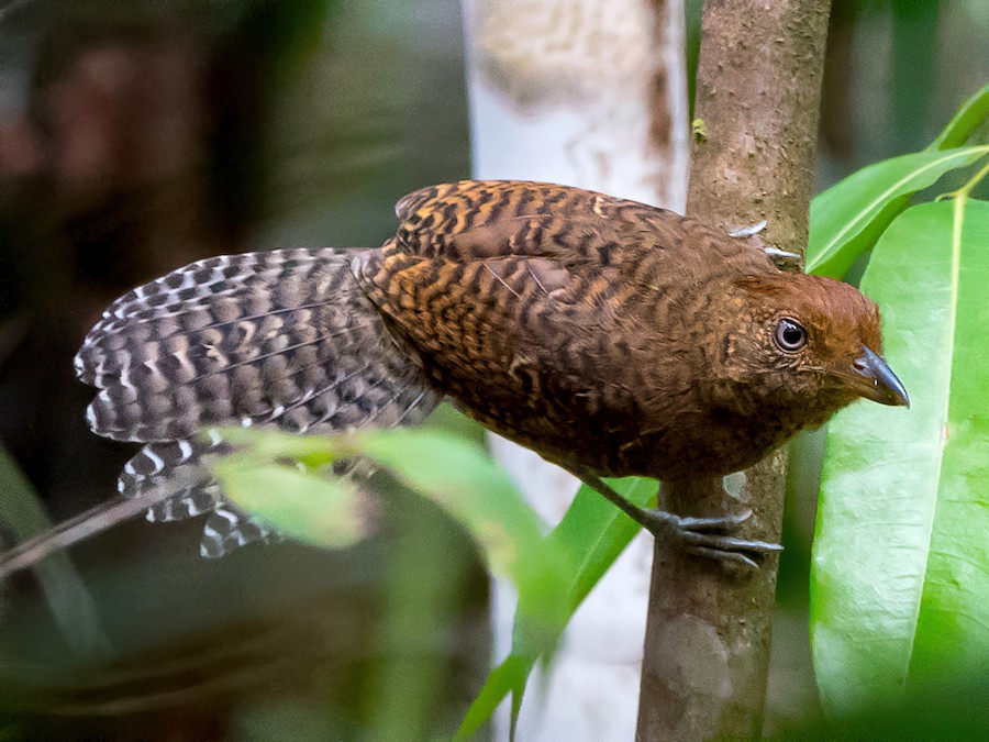 Batará Ondulado - eBird