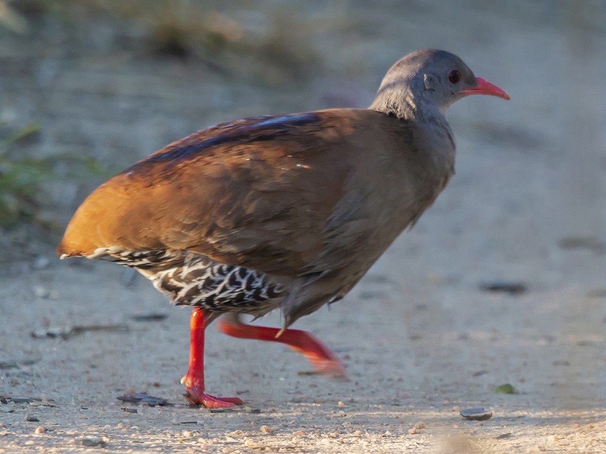 inhambu-chororó - eBird