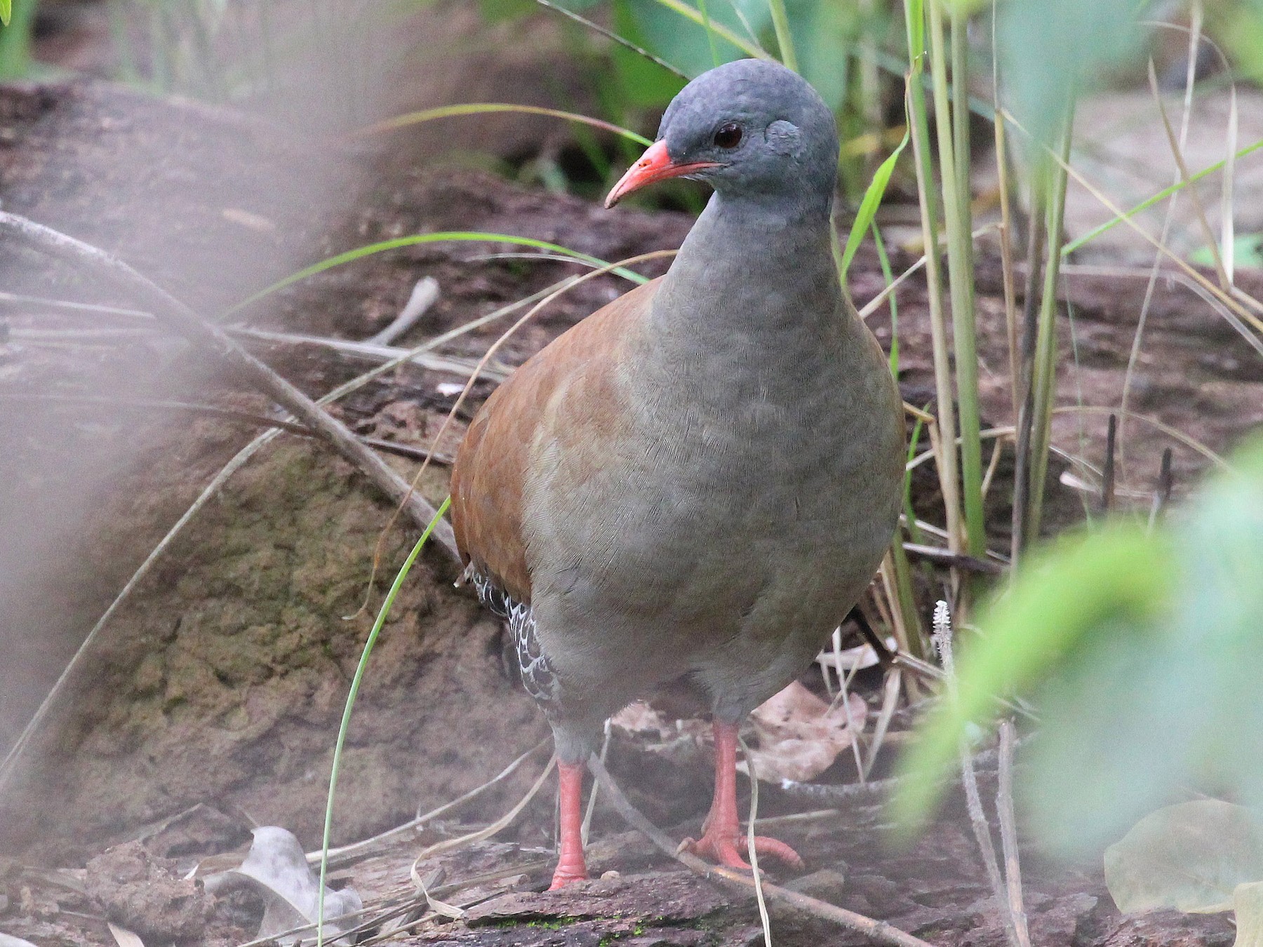 inhambu-chororó - eBird