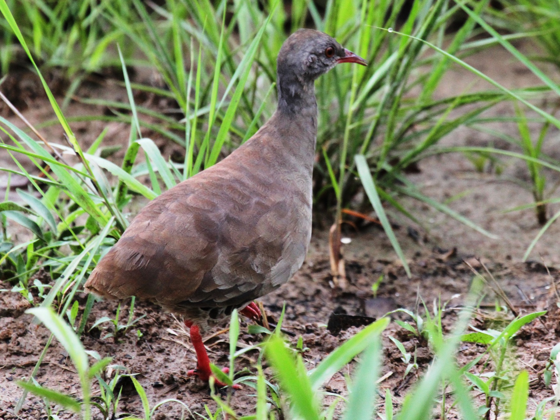 inhambu-chororó - eBird