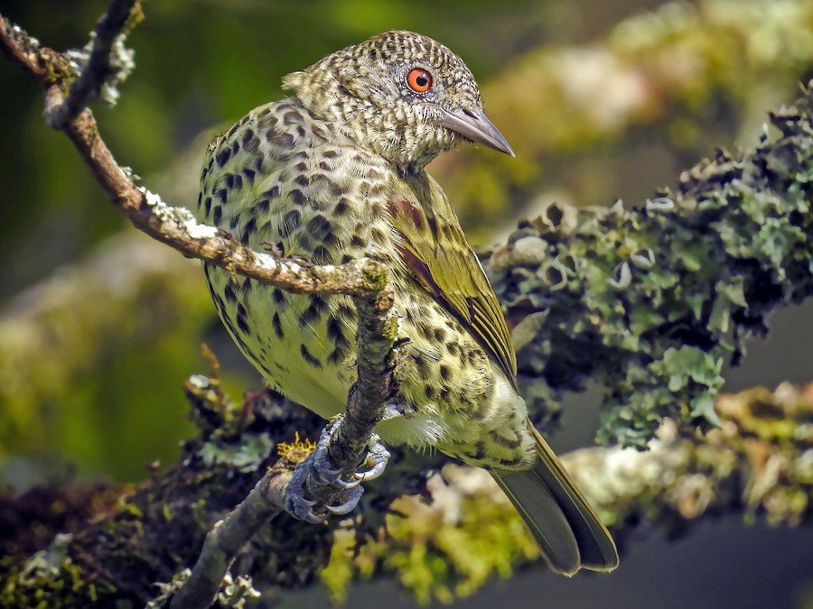 Sharpbill - eBird
