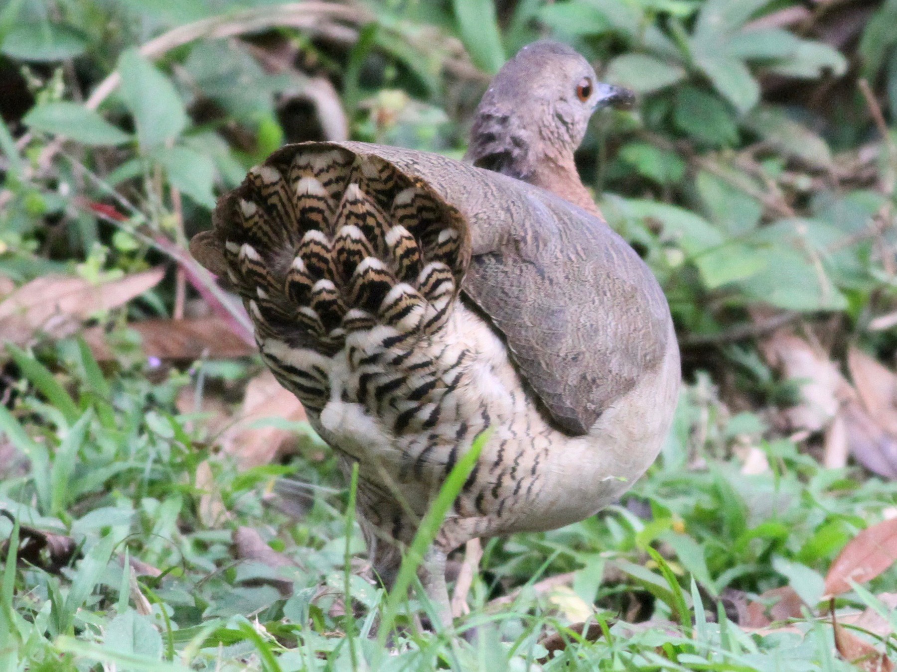 Undulated Tinamou - eBird