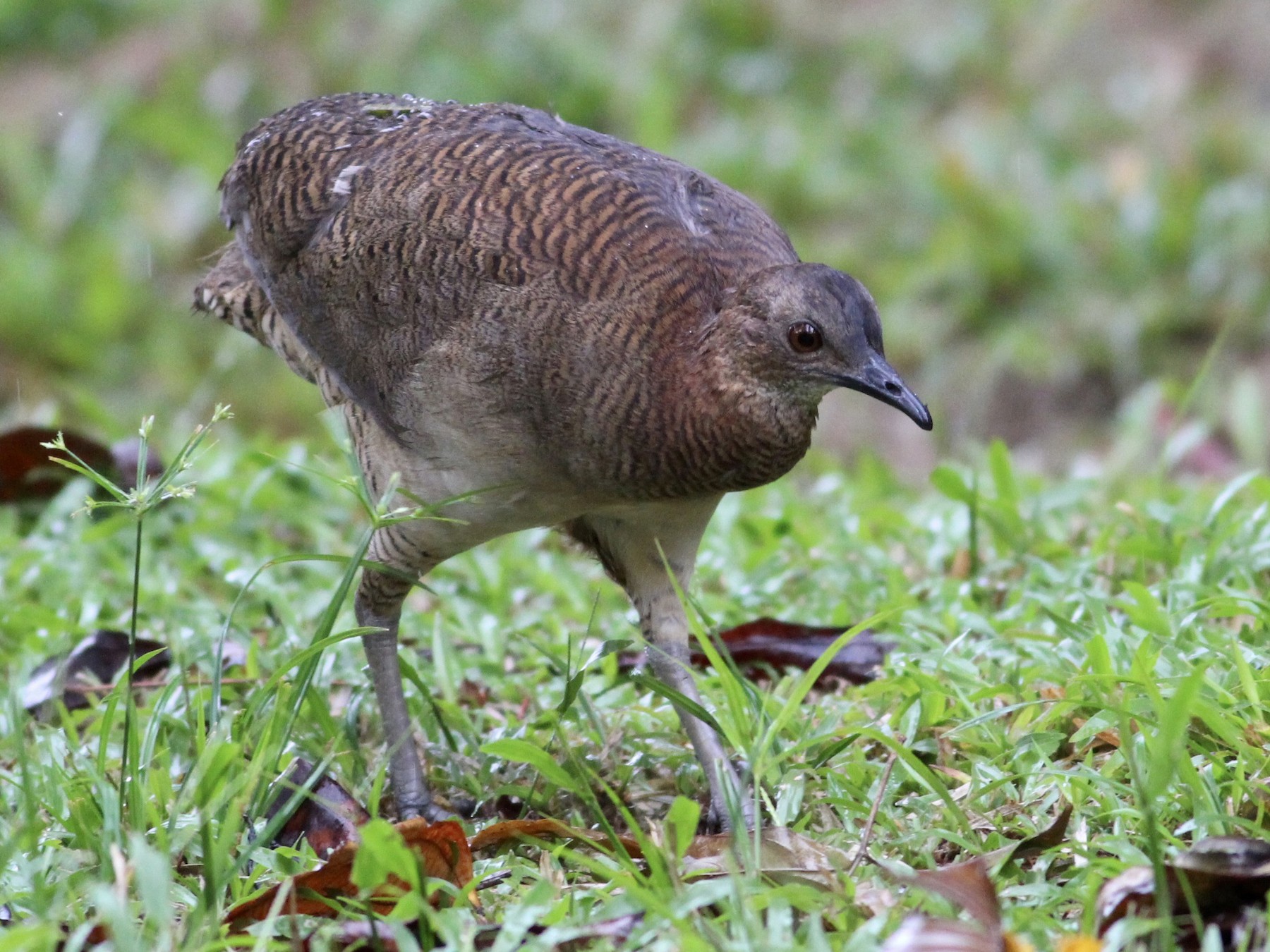 Undulated Tinamou - eBird