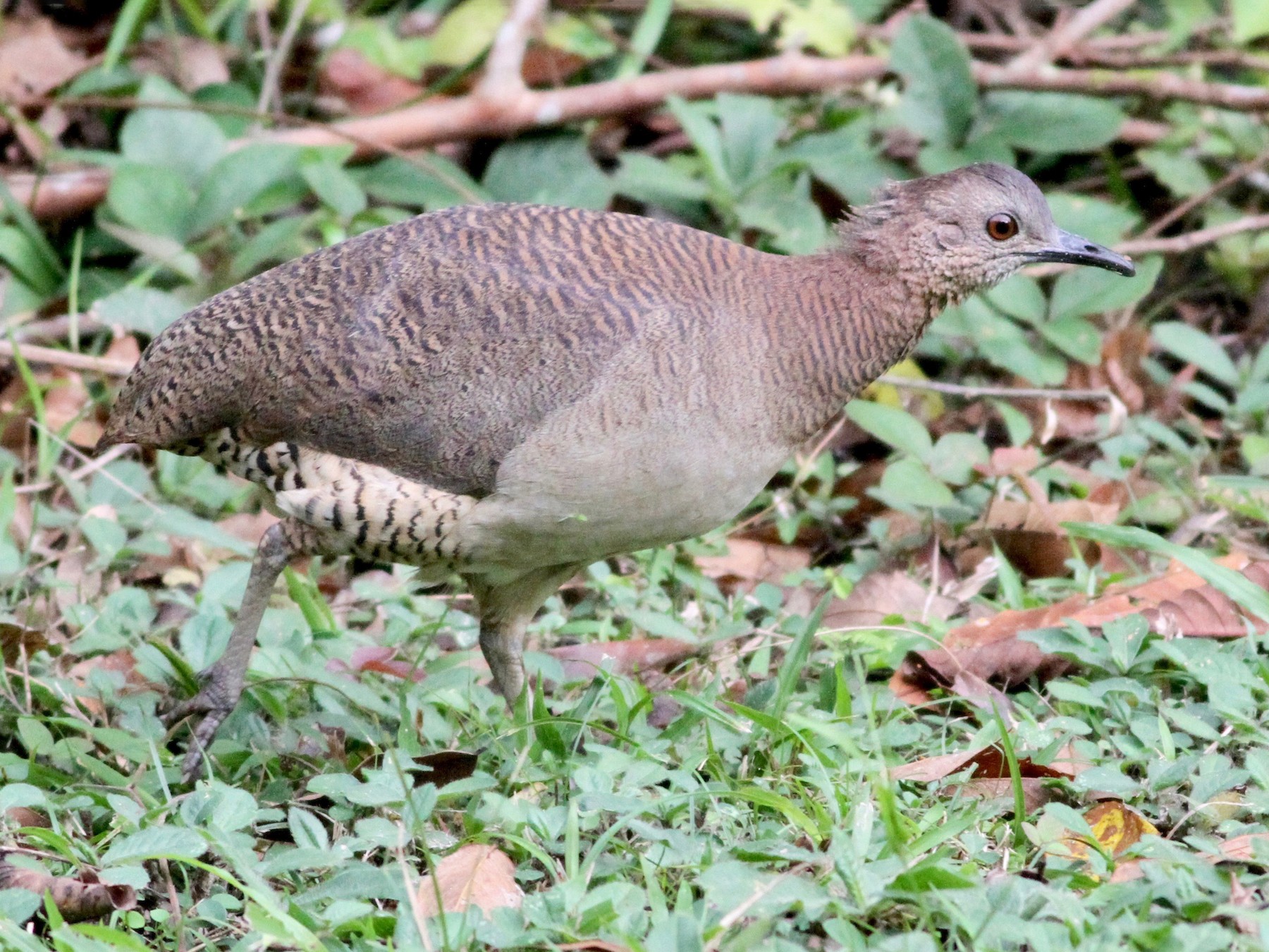Undulated Tinamou - eBird
