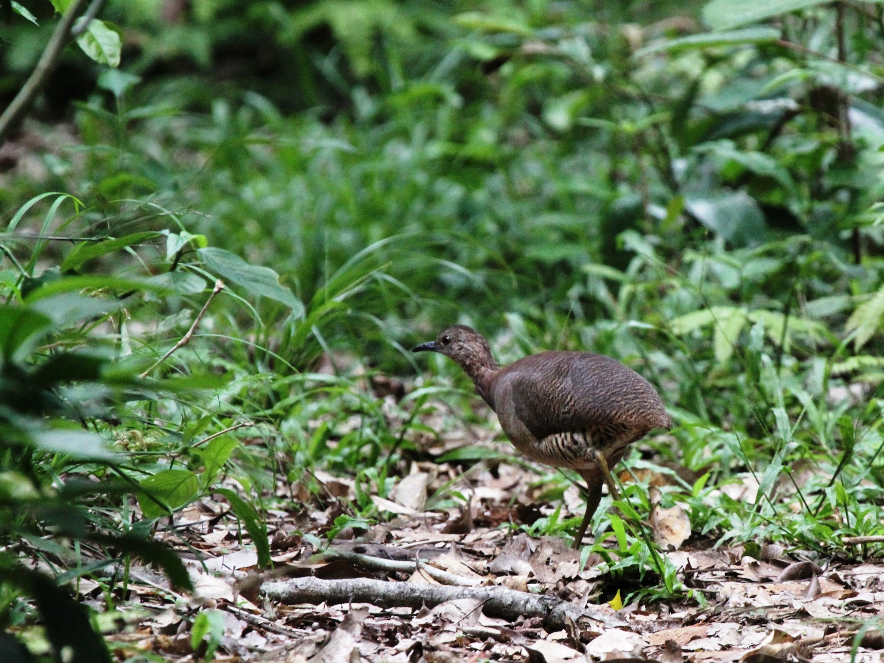 Undulated Tinamou - eBird