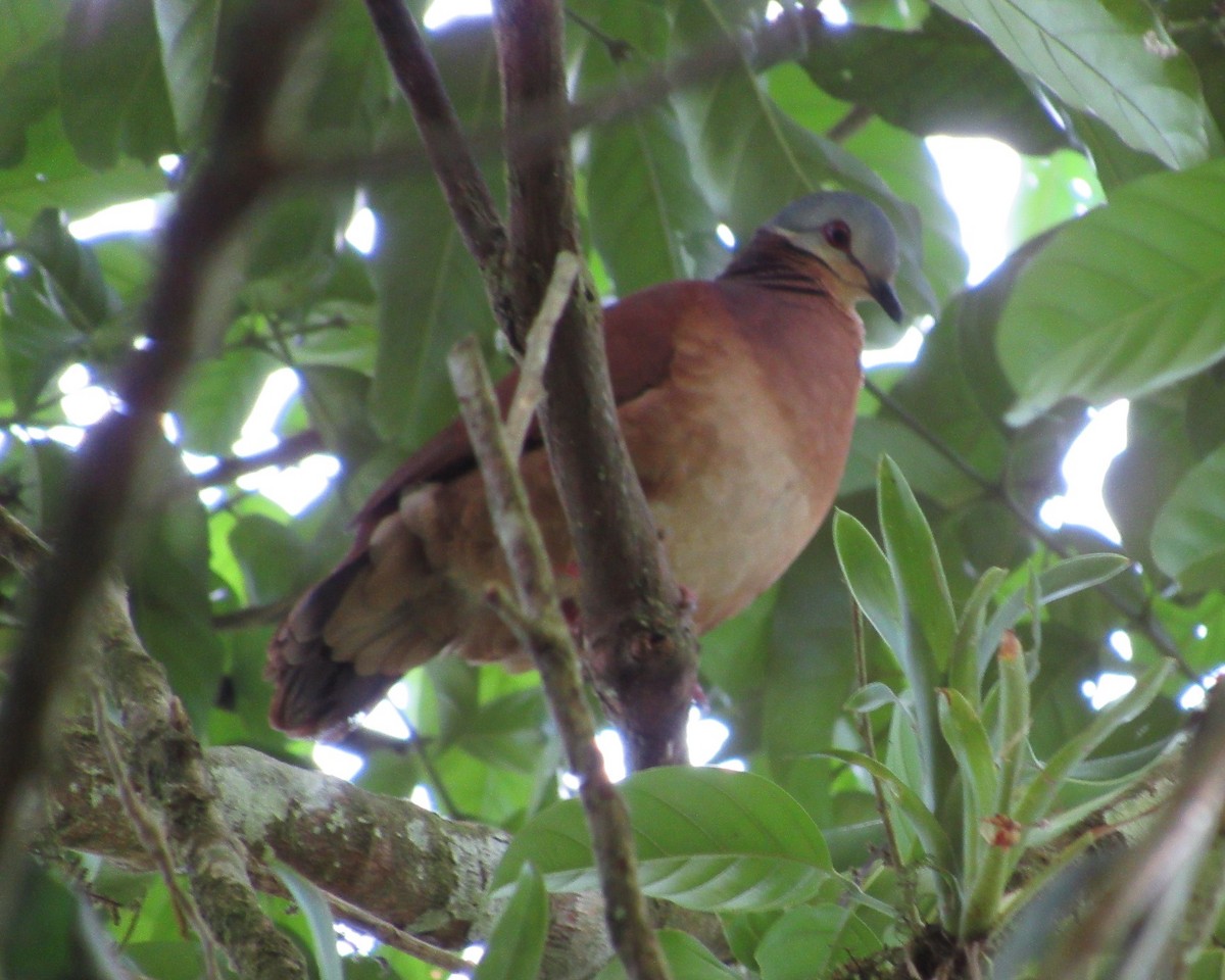 eBird Checklist - 10 Mar 2016 - Wilson Botanical Garden (OTS Las Cruces ...