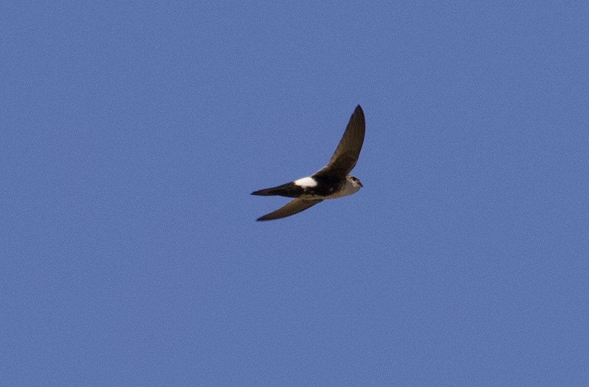 eBird Checklist - 21 Jun 2020 - Madera Canyon--Proctor Rd. - 12 species