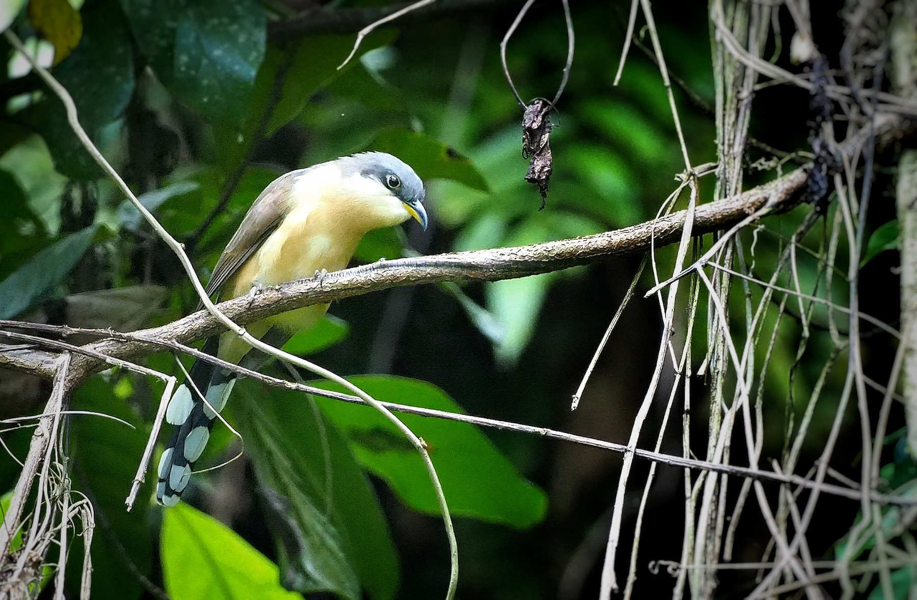 Cocos Cuckoo - eBird