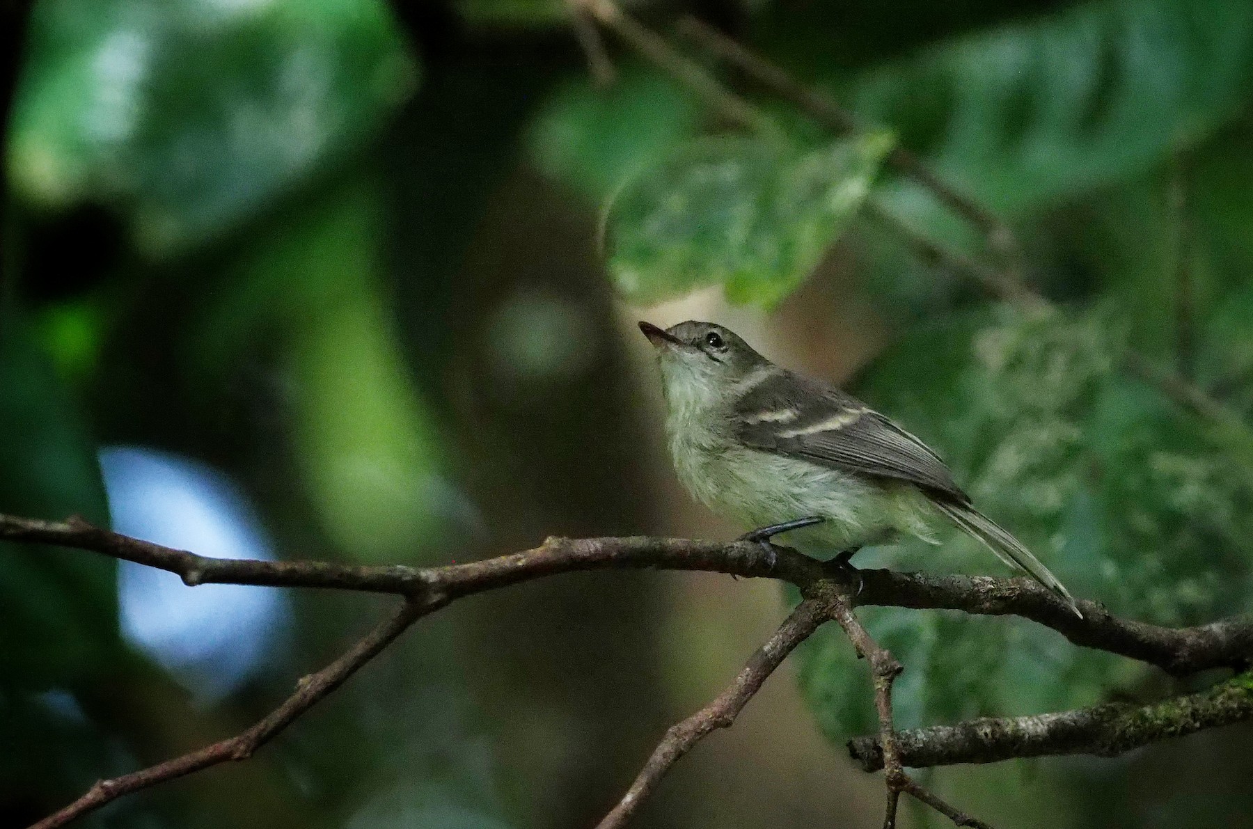 Cocos Flycatcher - eBird