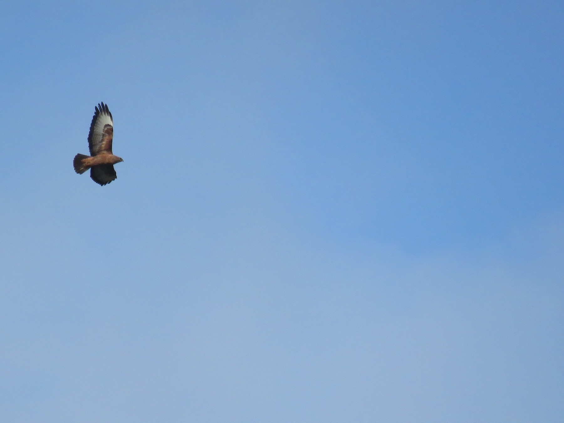 Elgin Buzzard (undescribed form) - eBird