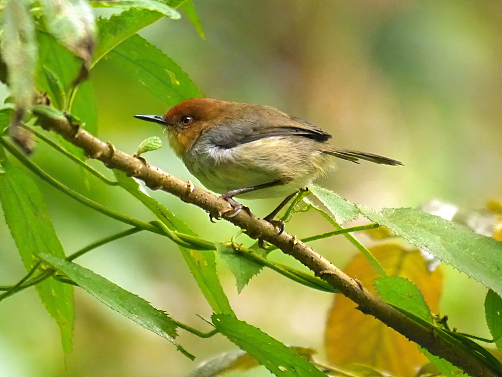 African Tailorbird - eBird