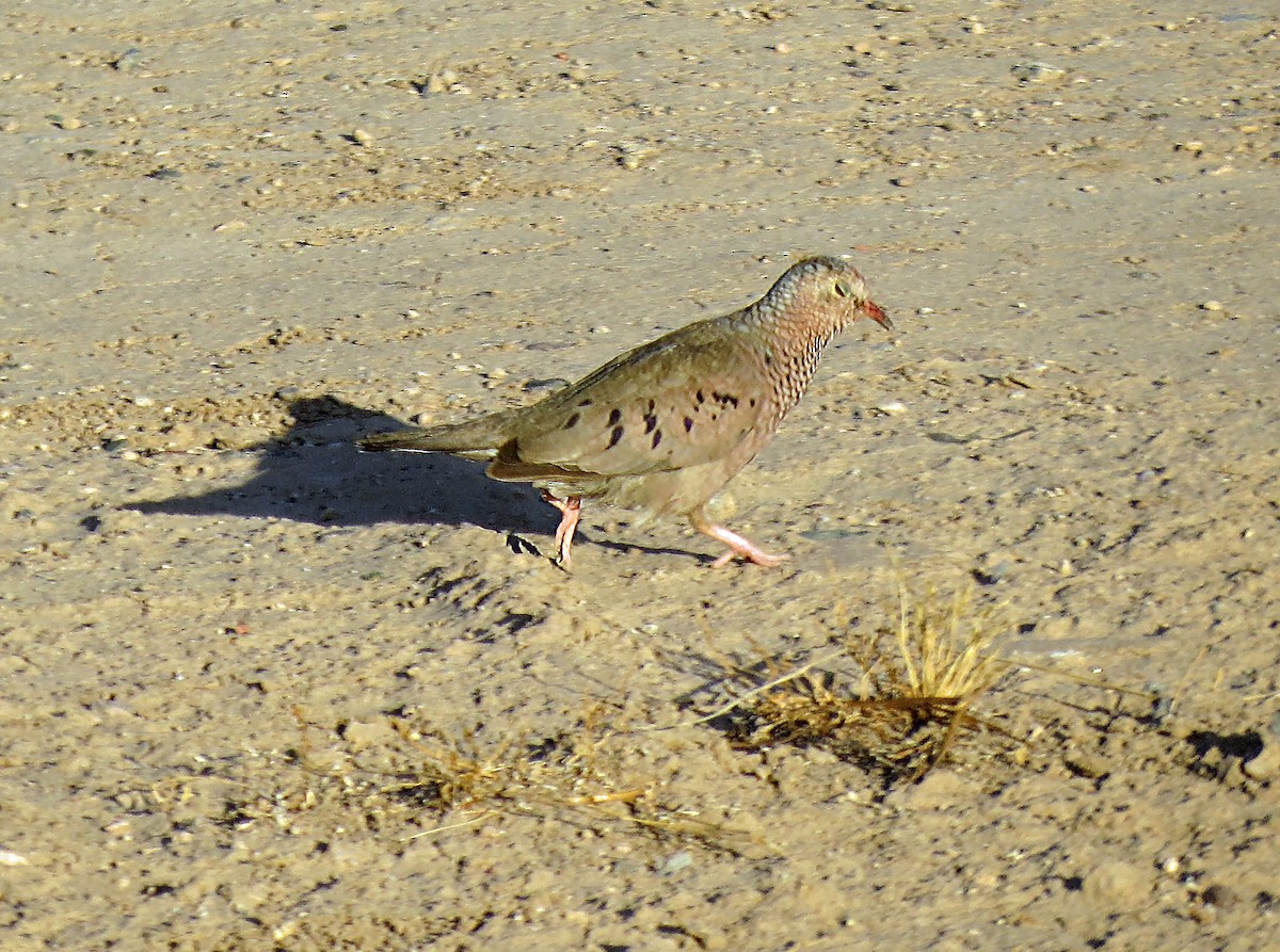 eBird Checklist - 14 Aug 2020 - GRIC--MAR-5 wetlands (restricted access ...