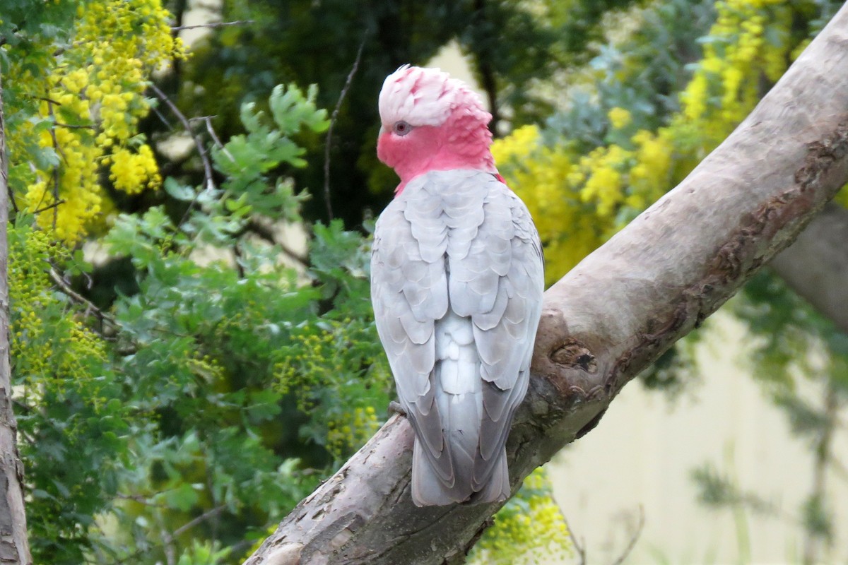 eBird Australia Checklist - 16 Aug 2020 - Macarthur ACT yd - 16 species