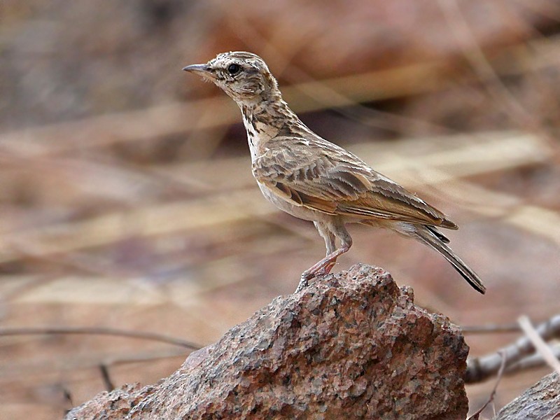 Sun Lark - eBird