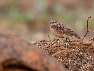 Sun Lark - eBird
