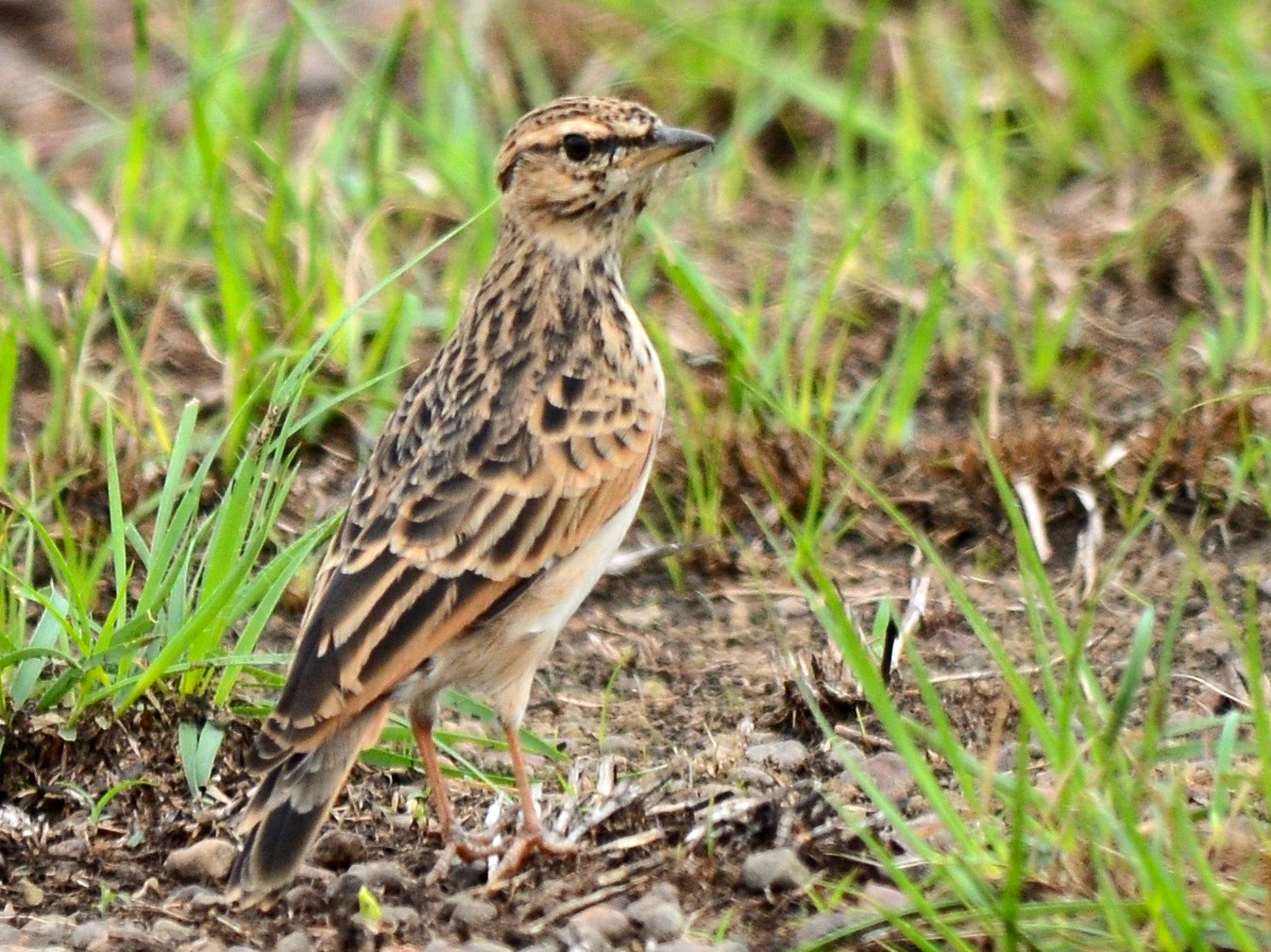 Sun Lark - eBird