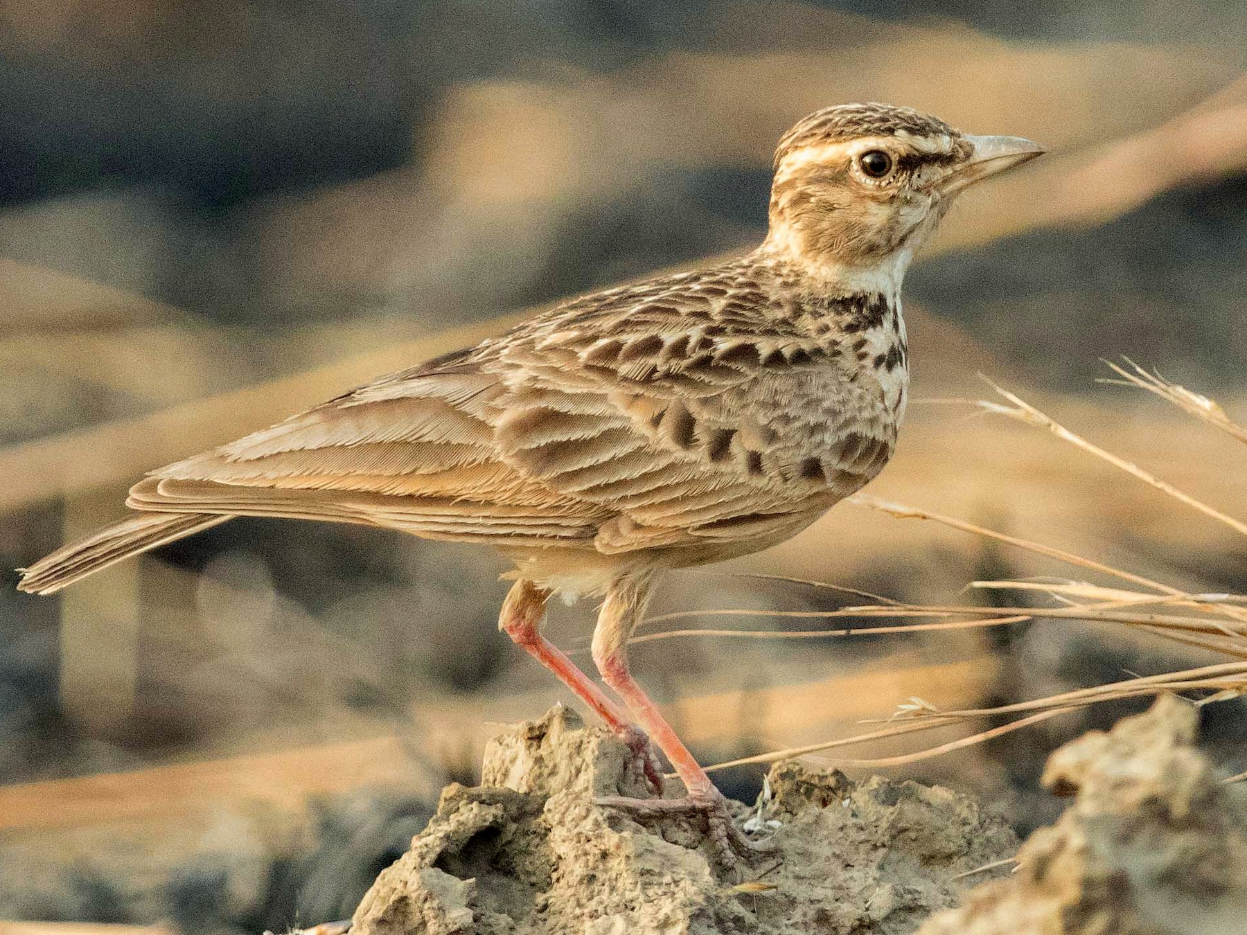 Sun Lark - eBird