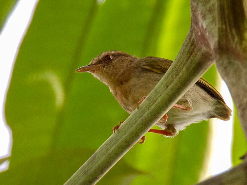 Green Crombec - eBird
