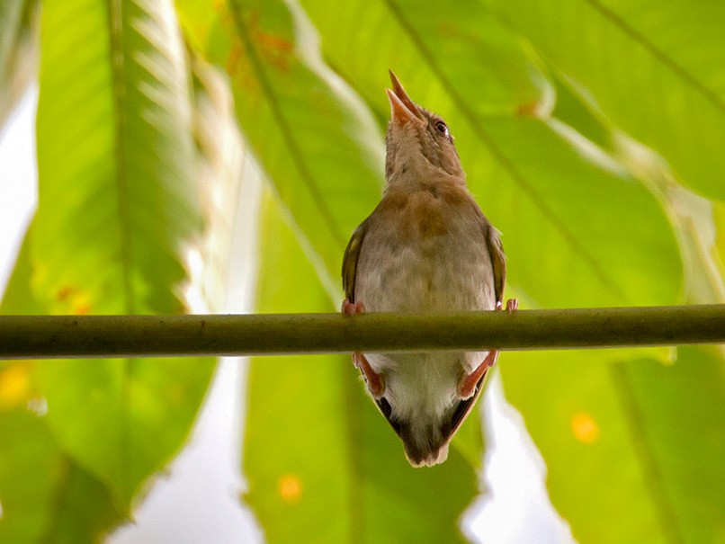 Green Crombec - eBird