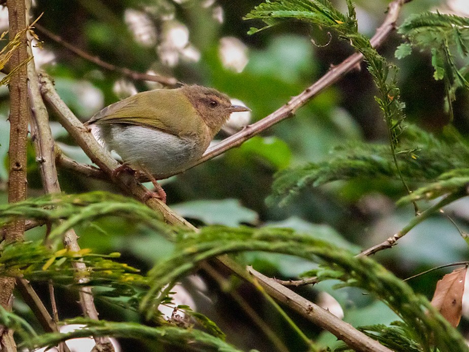 Green Crombec - eBird