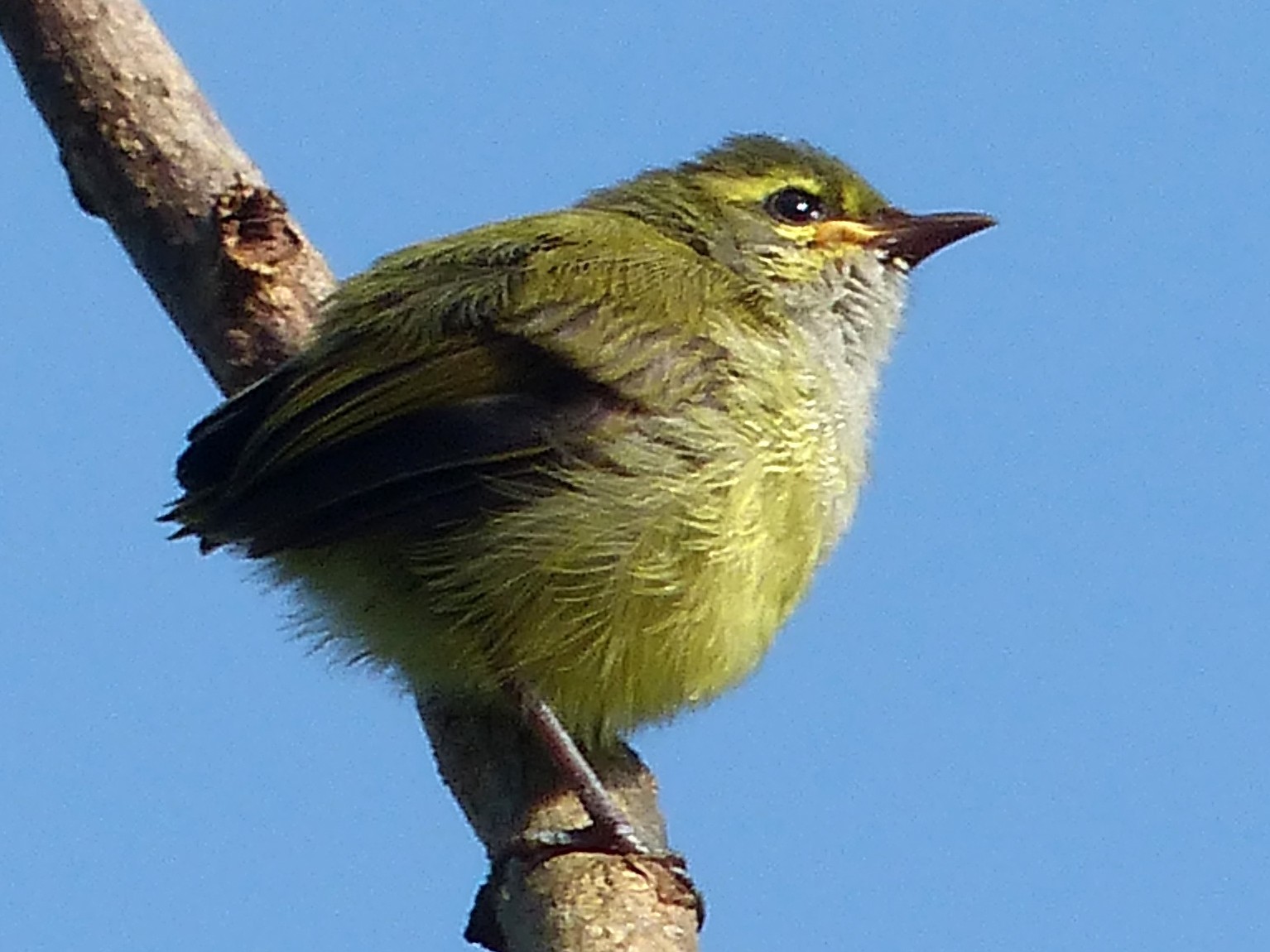 Green Crombec - eBird