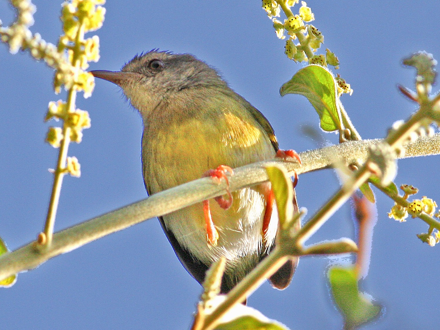 Green Crombec - eBird
