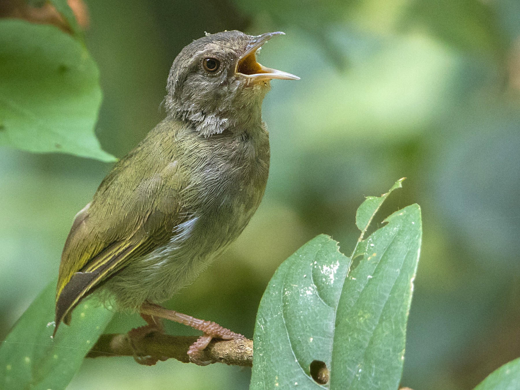 Green Crombec - eBird
