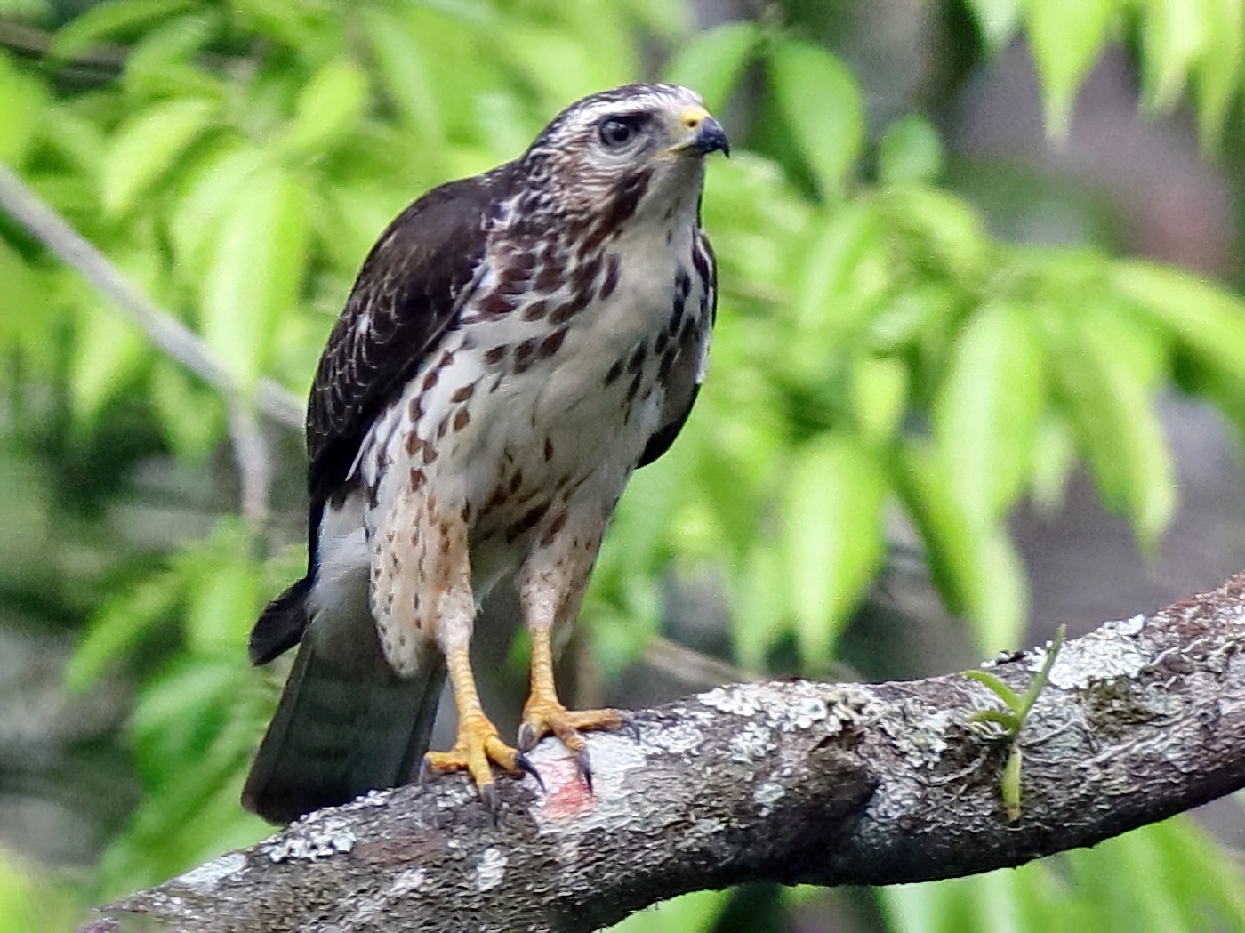 Gray-lined Hawk - eBird