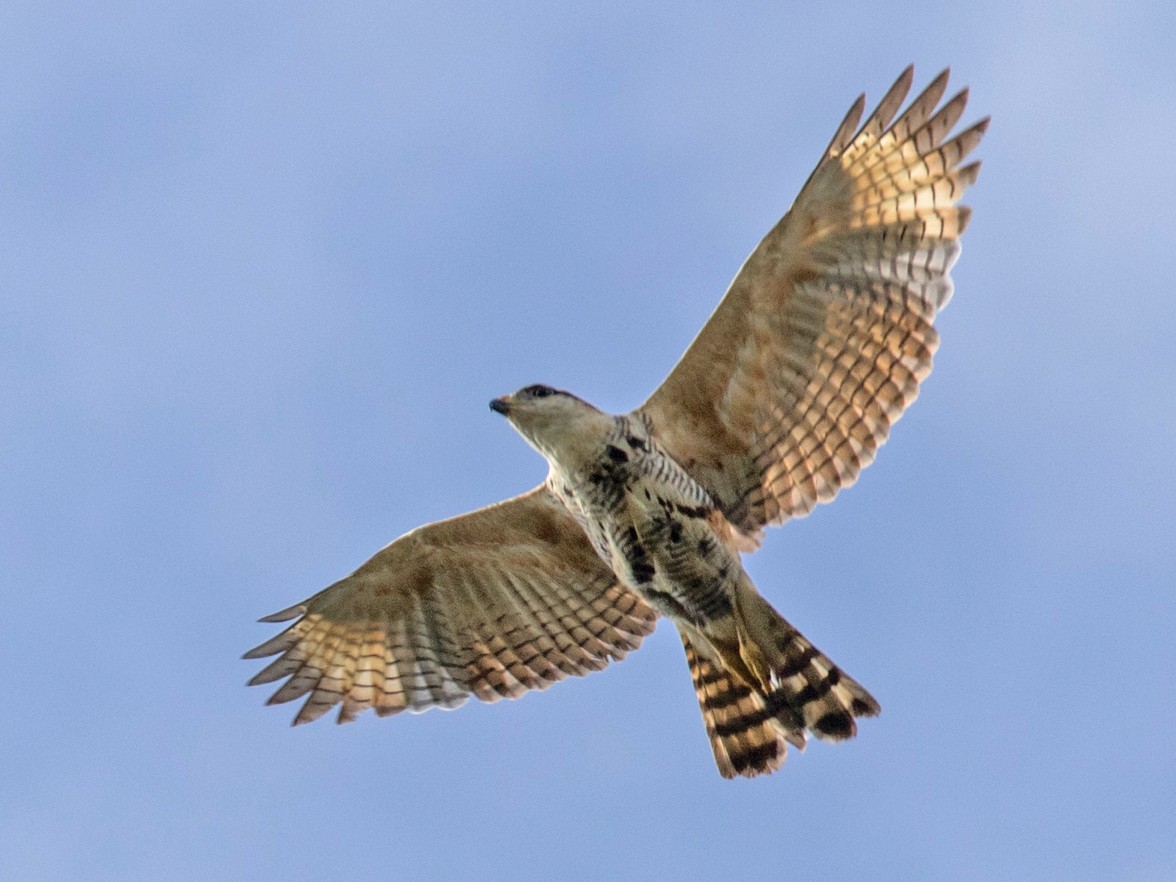 Gray-lined Hawk - eBird