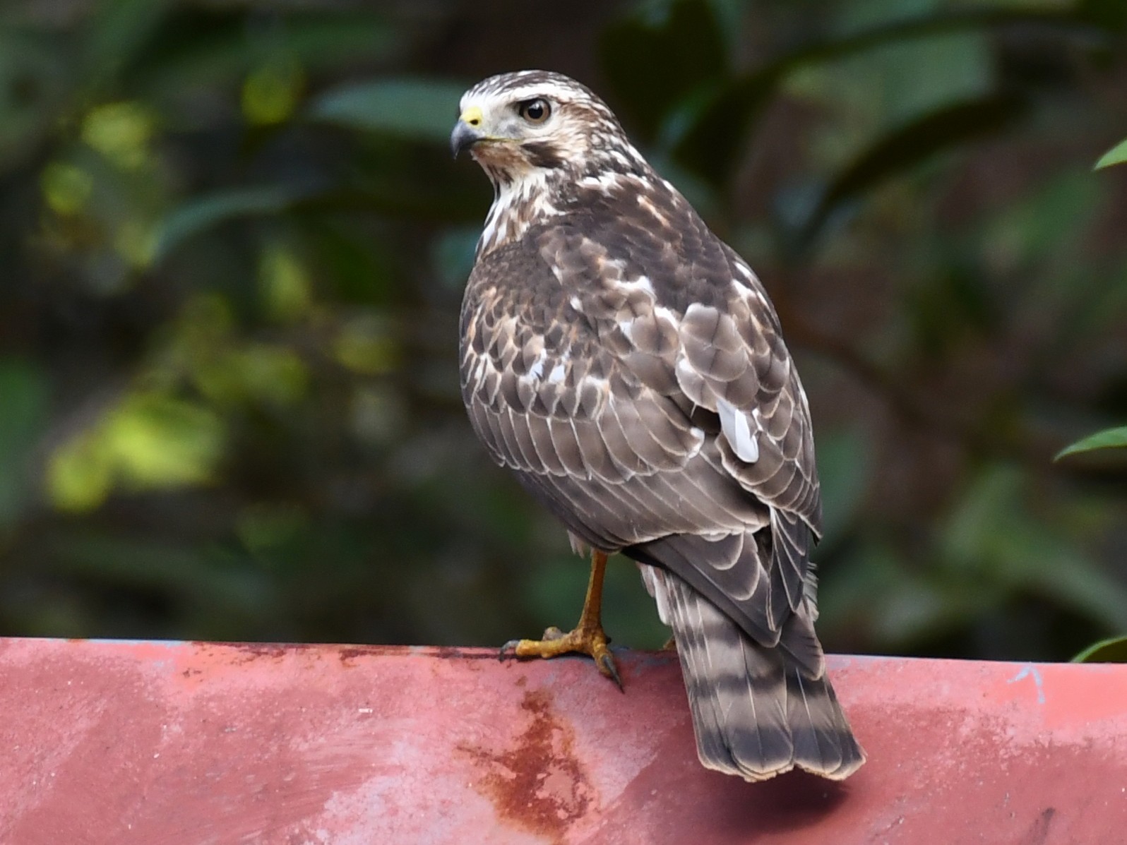 Gray-lined Hawk - eBird