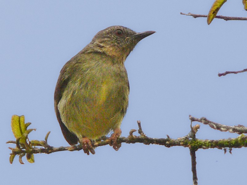 Lemon-bellied Crombec - eBird