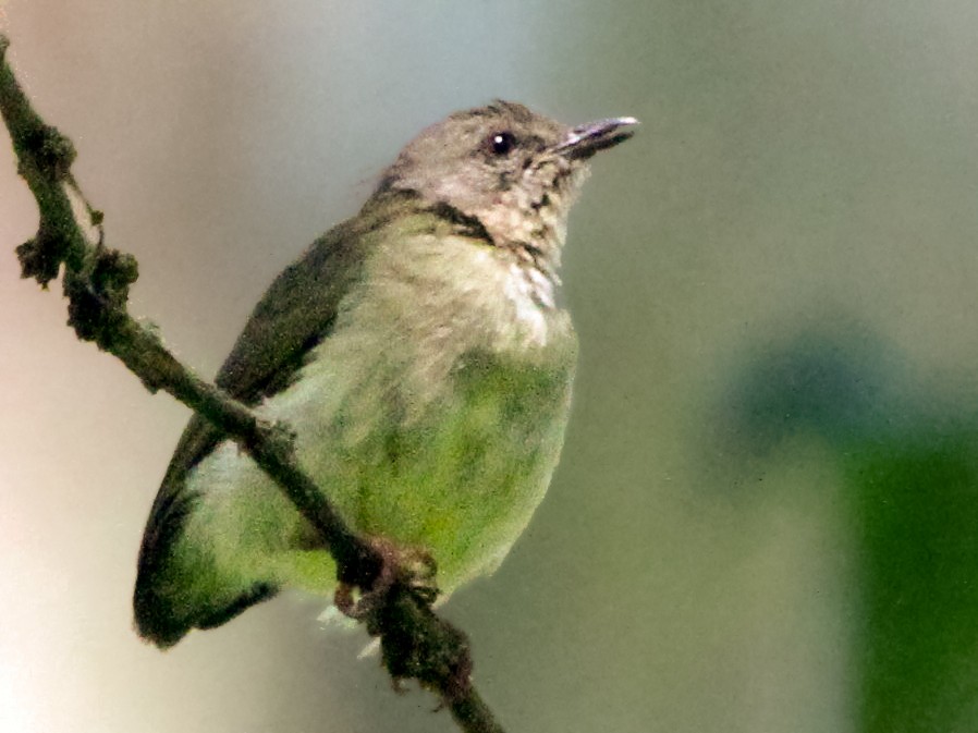 Lemon-bellied Crombec - eBird