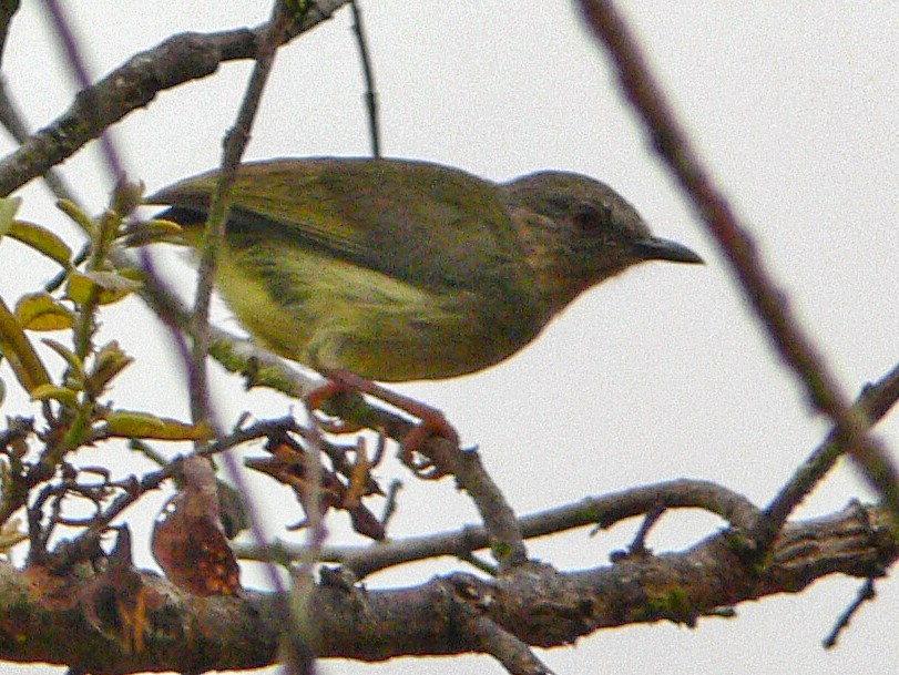 Lemon-bellied Crombec - eBird