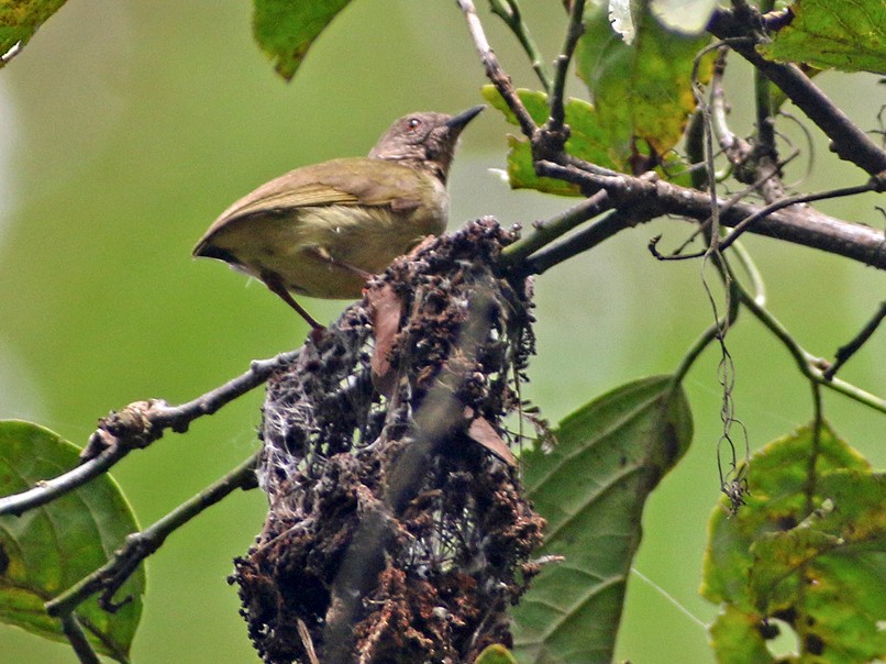 Lemon-bellied Crombec - eBird