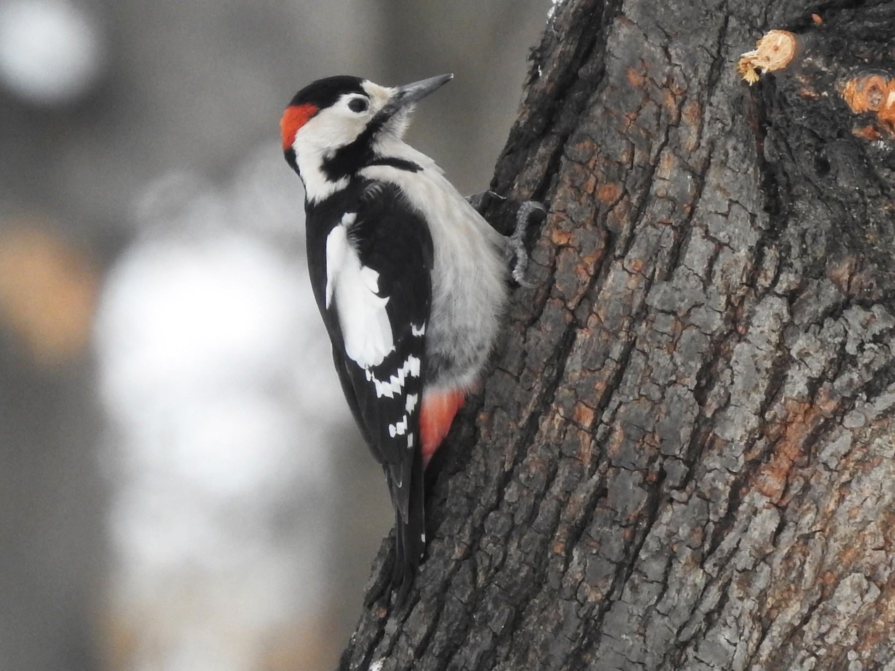 Syrian Woodpecker - eBird