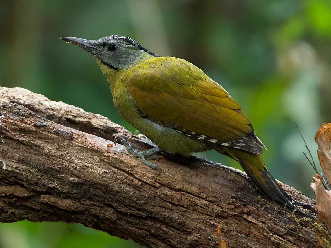 Gray-headed Woodpecker - eBird