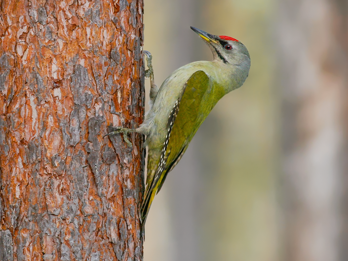 Gray-headed Woodpecker - eBird