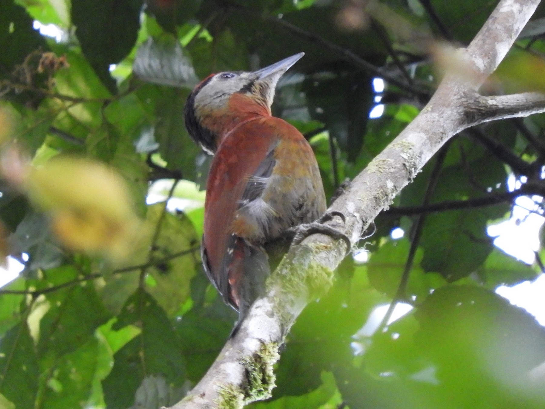Gray-headed Woodpecker - eBird