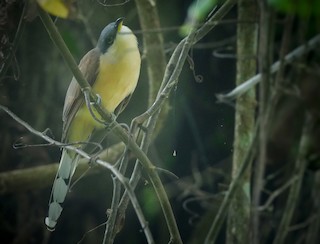 Cocos Cuckoo - Coccyzus ferrugineus - Birds of the World
