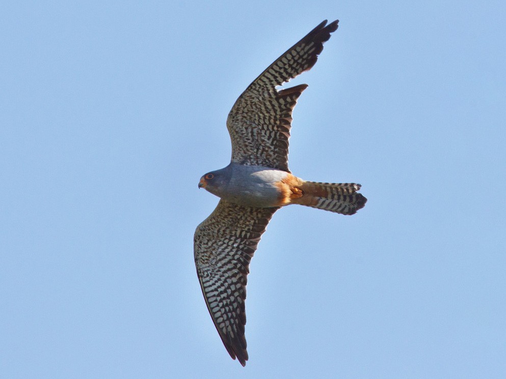 Red-footed Falcon - eBird