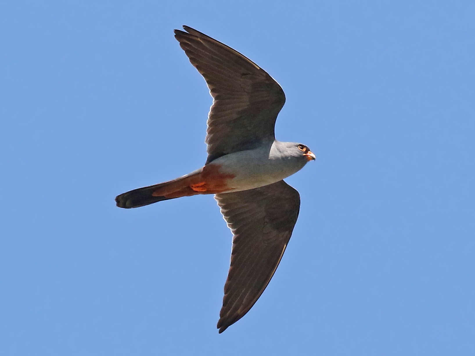 Red-footed Falcon - eBird