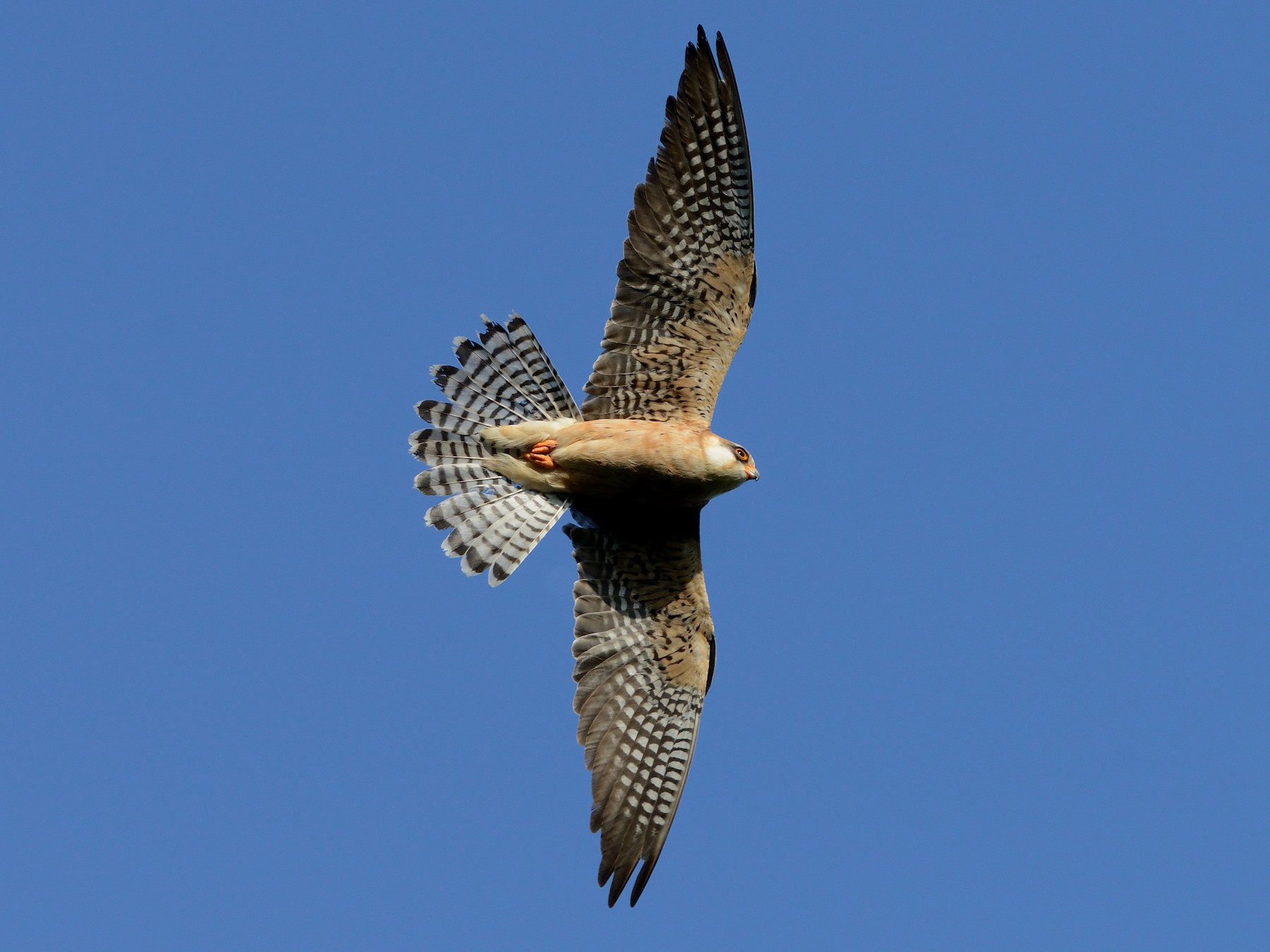 Red-footed Falcon - eBird