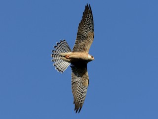 Red-footed Falcon - eBird