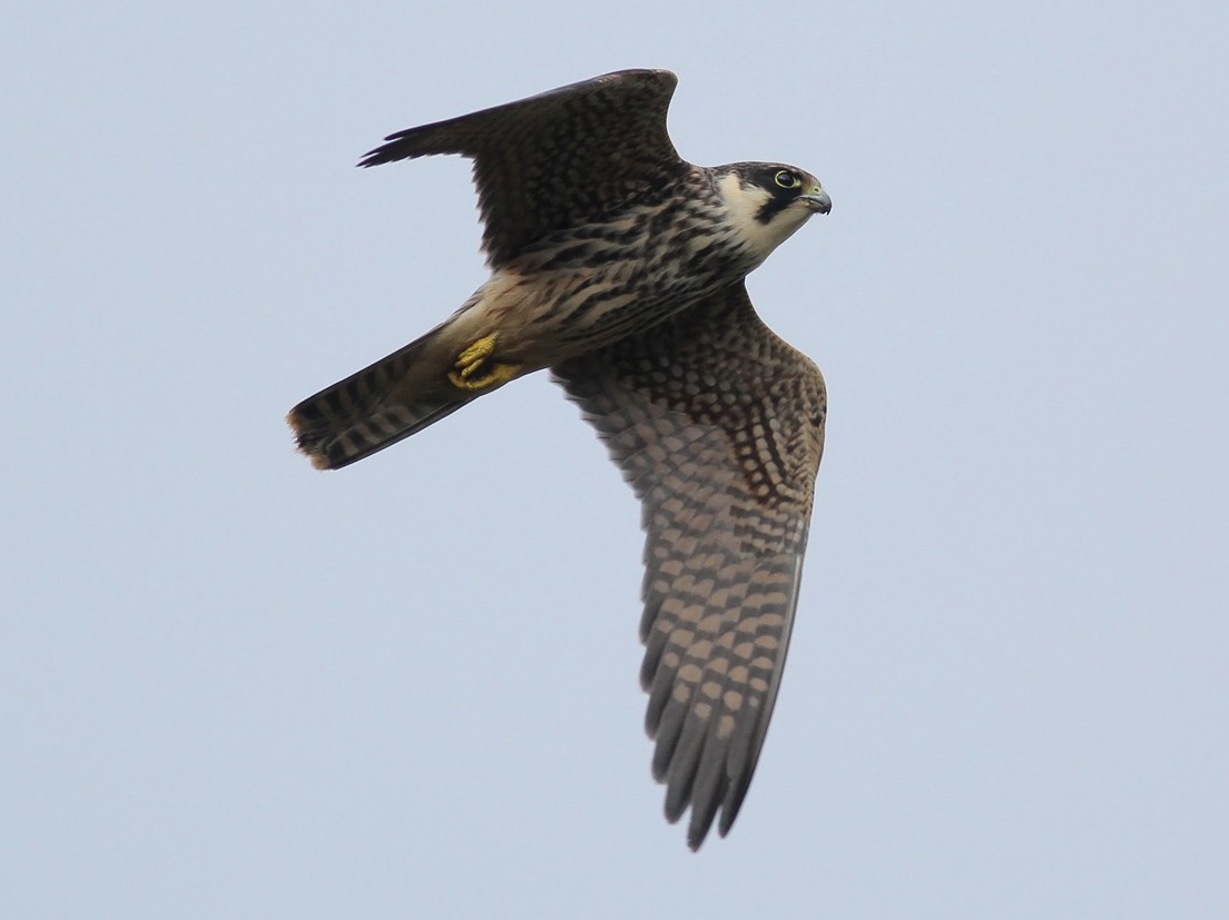 Alcotán Europeo - eBird
