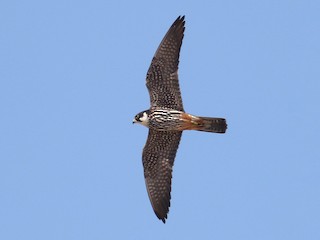 Eurasian Hobby - eBird