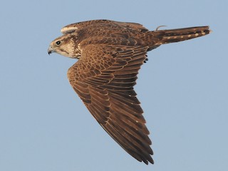 Saker Falcon - eBird