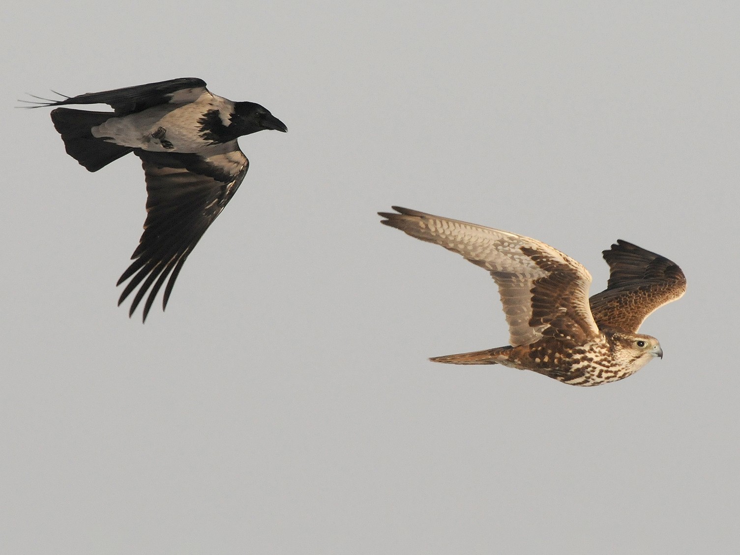 Saker Falcon - eBird Pacific Northwest