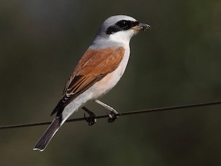 Red-backed Shrike - eBird