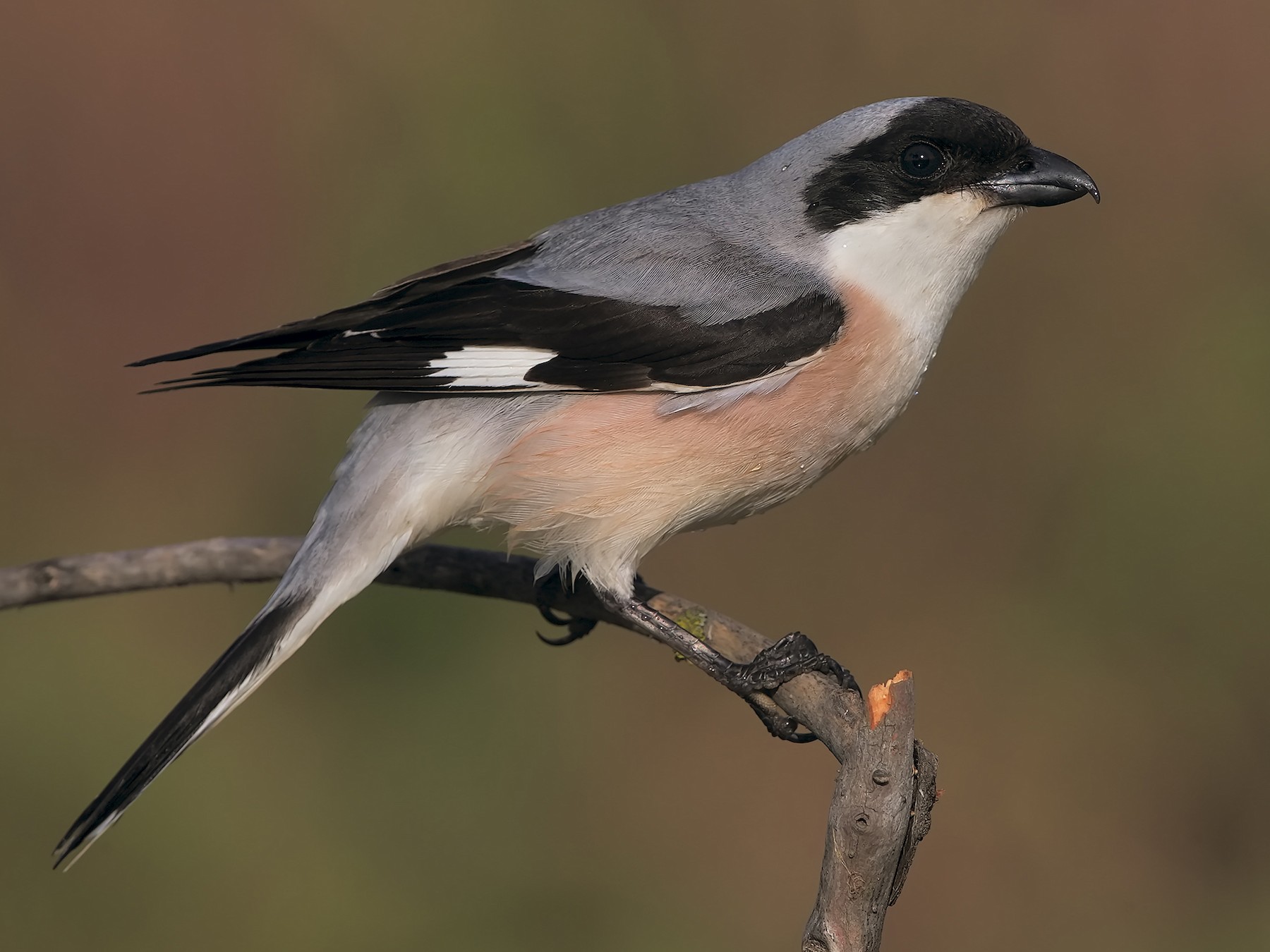 Lesser Gray Shrike - eBird